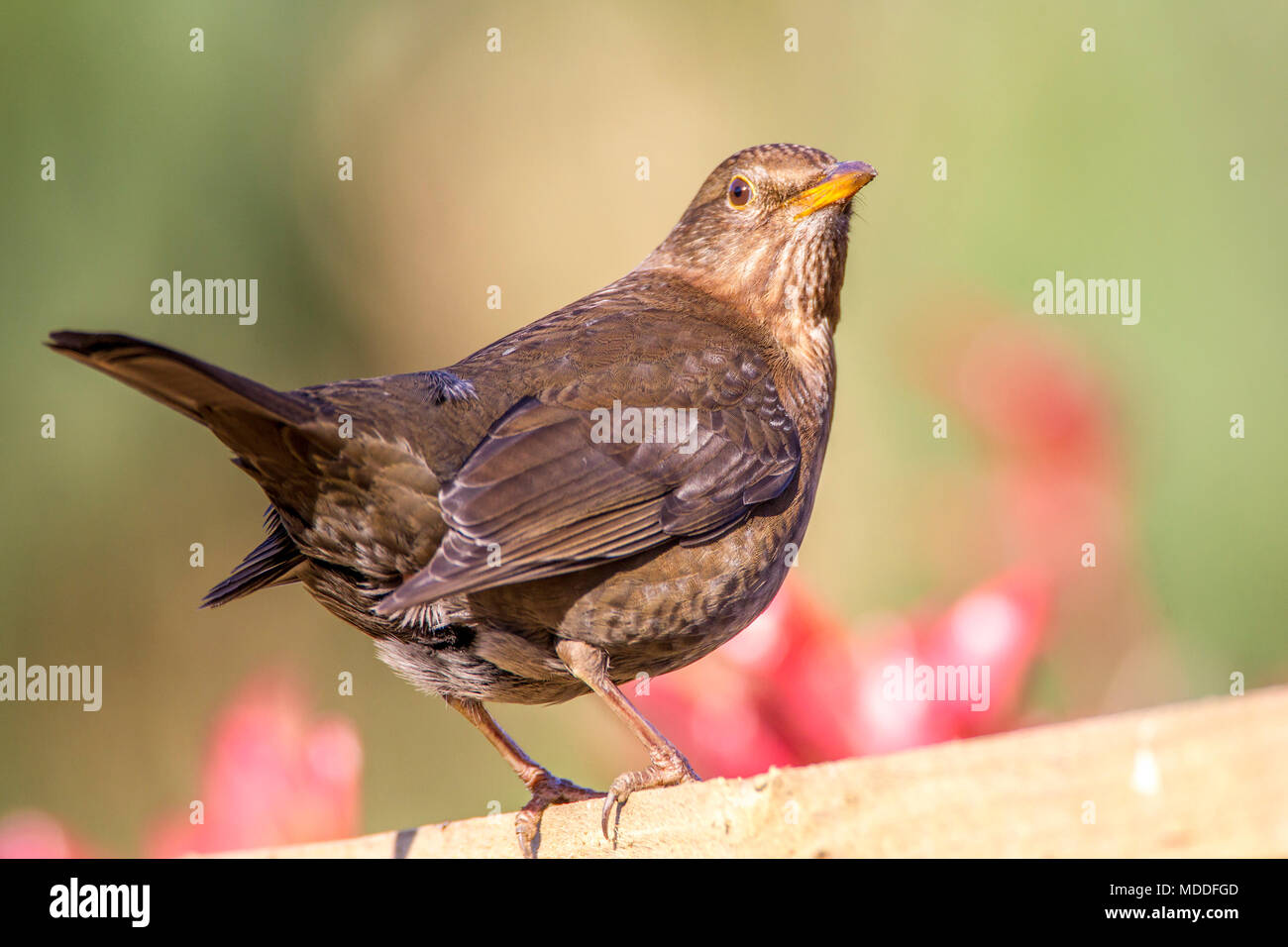 Female. Black Bird. Turdus merula (Turdidae) perched on fenching Stock ...