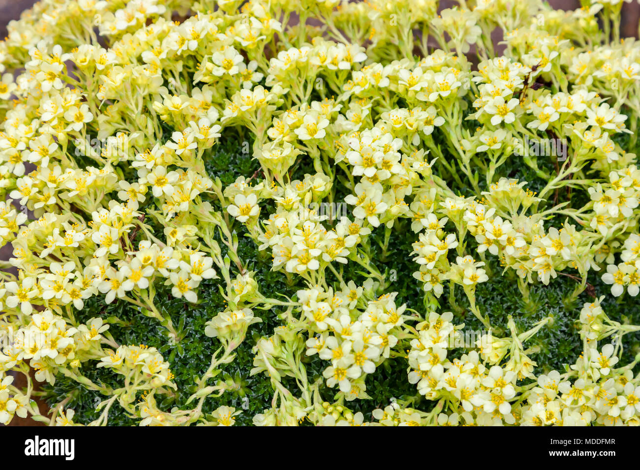 Yellow alpine flowers hi-res stock photography and images - Alamy
