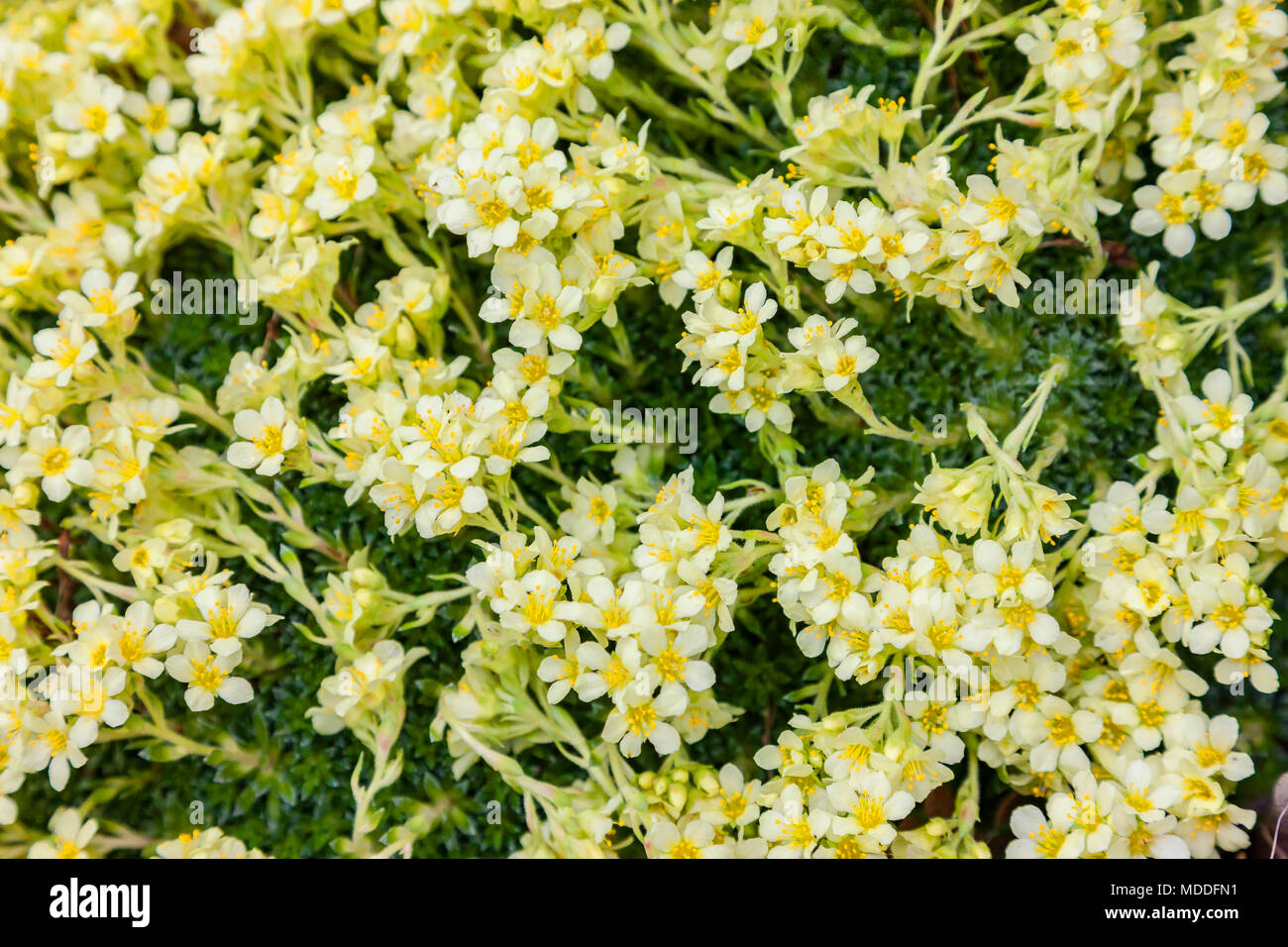 Yellow alpine flowers hi-res stock photography and images - Alamy