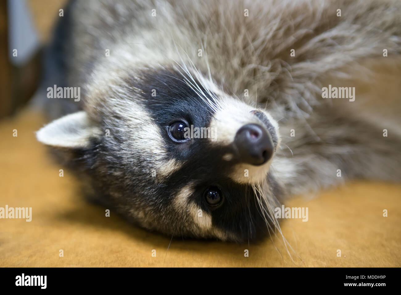 Funny raccoon looks at the frame Stock Photo - Alamy