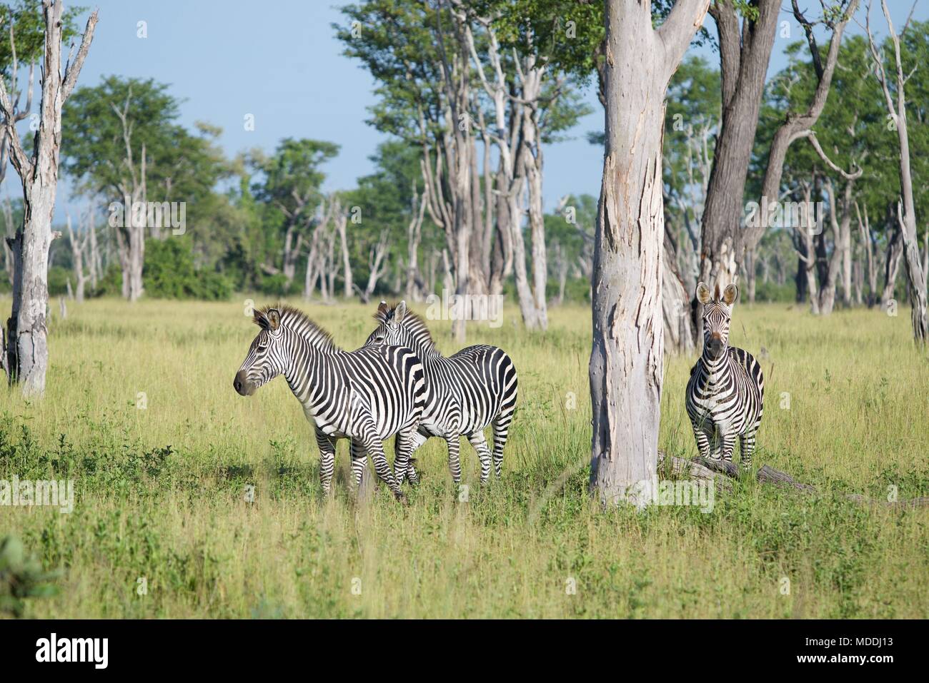 Zebra pilot hi-res stock photography and images - Alamy