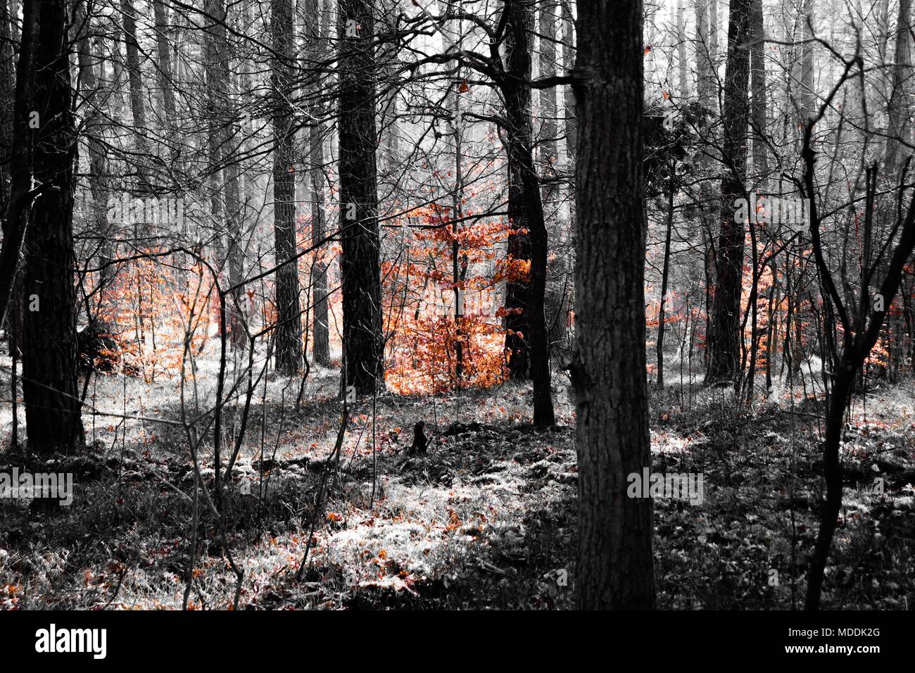 Dark forest with orange leafs, Kampinos National Park (Kampinoski Park ...