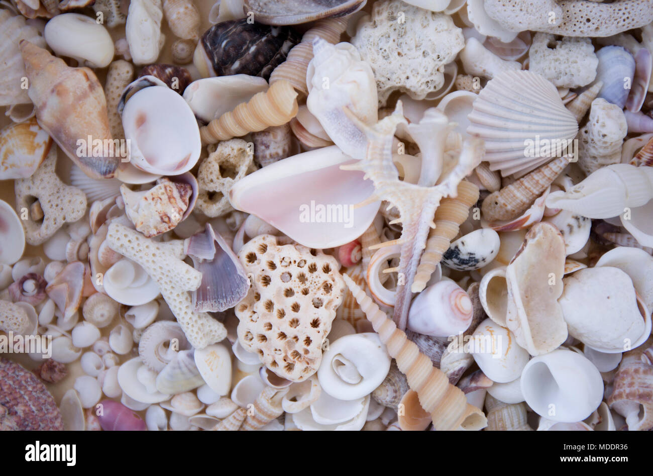 A variety of seashells. Mollusk colorful shells. Seashell texture Stock ...