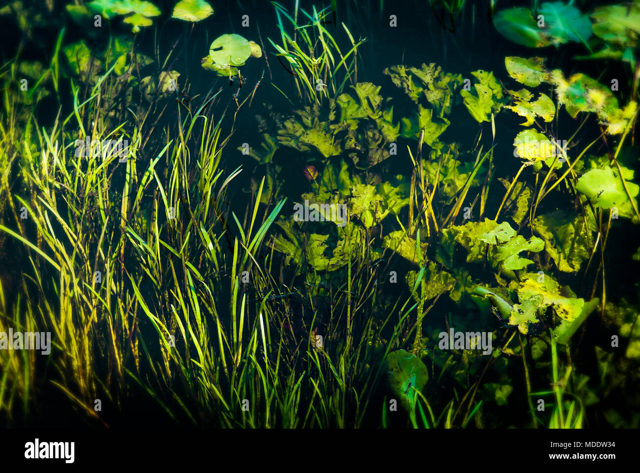Underwater River Plants