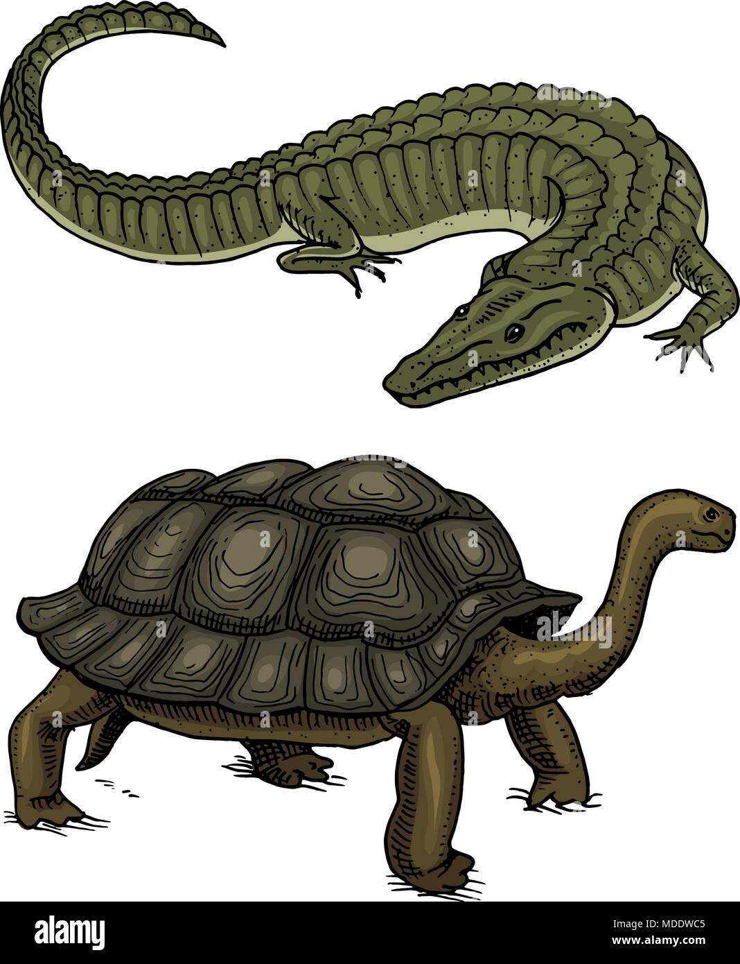 Old reptiles Stock Vector Images - Alamy