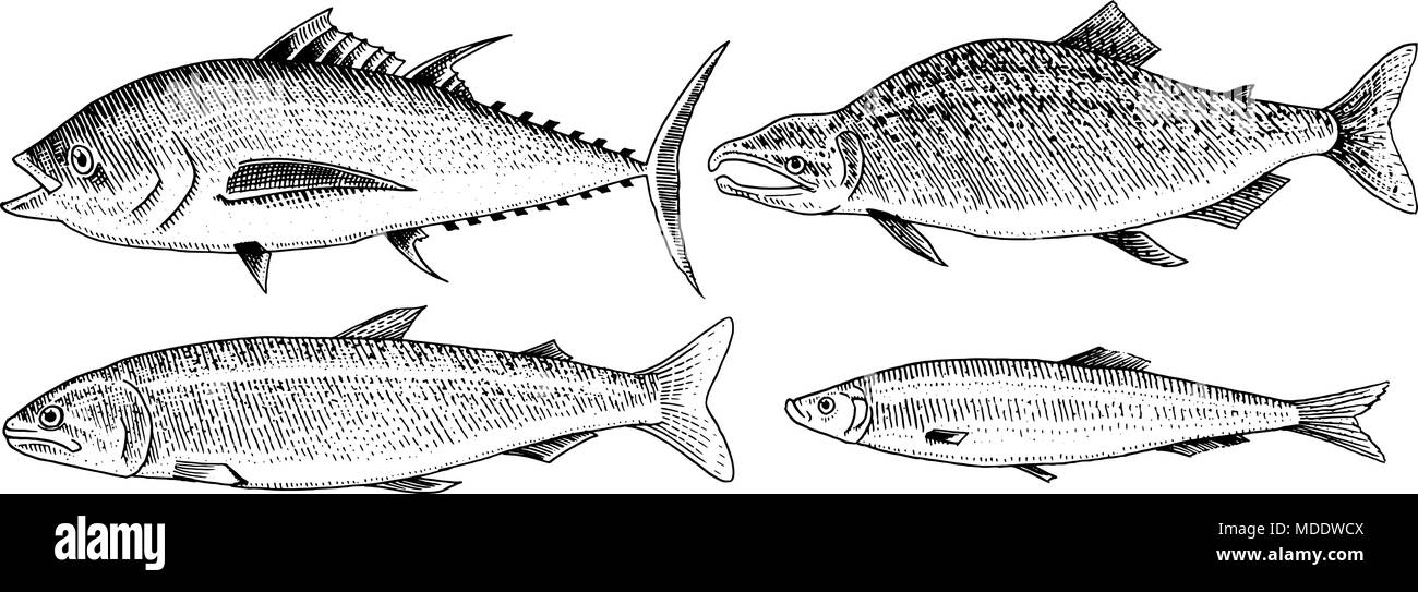 River and lake fish. Salmon and rainbow trout, tuna and herring ...