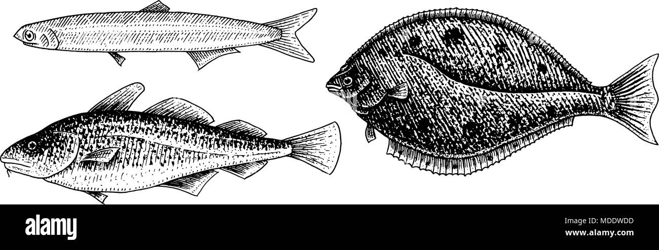 River and lake fish. Atlantic cod, anchovy and halibut. Sea creatures ...