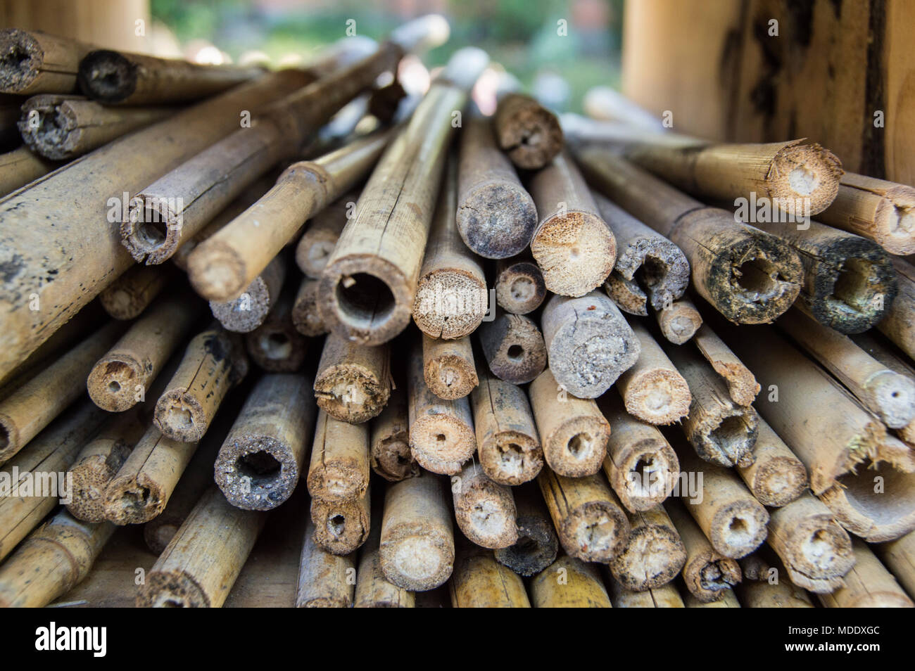 small bamboo poles stacked in a garden Stock Photo - Alamy