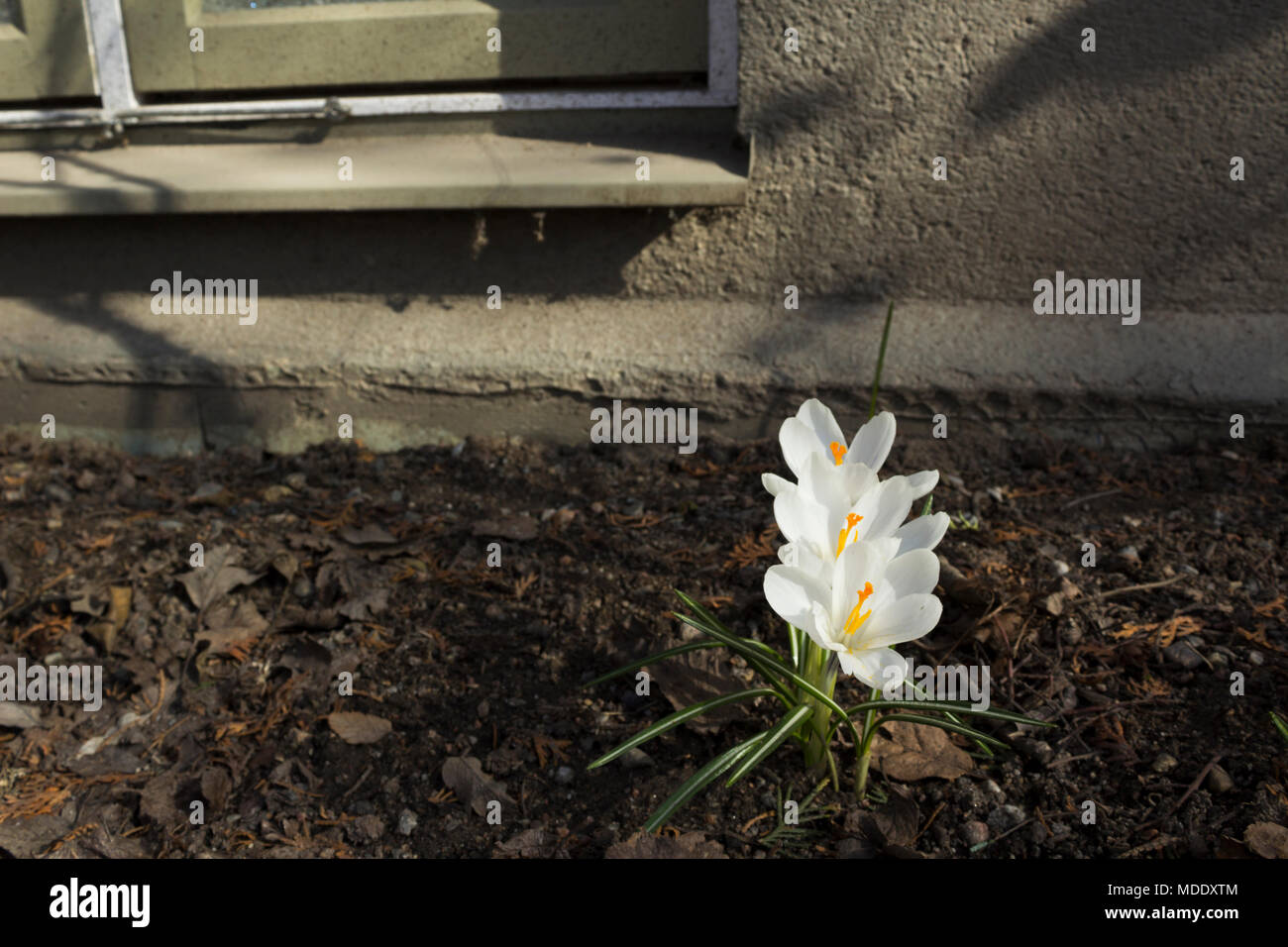 Early spring flowers, in Stockholm, Sweden Stock Photo - Alamy