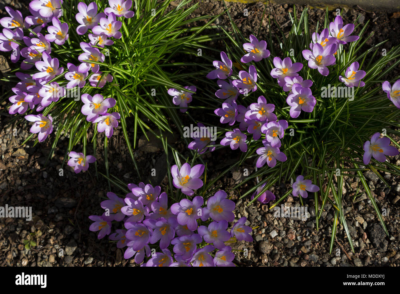 Early spring flowers, in Stockholm, Sweden Stock Photo - Alamy