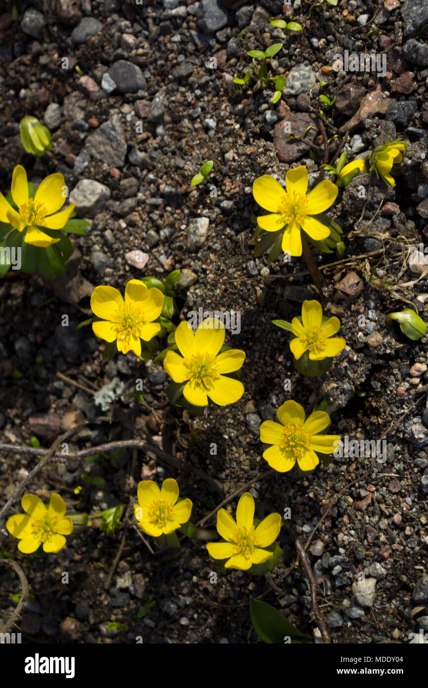 Early spring flowers, in Stockholm, Sweden Stock Photo - Alamy