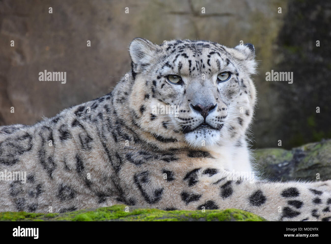 Portrait of a beautiful Snow Leopard Stock Photo - Alamy