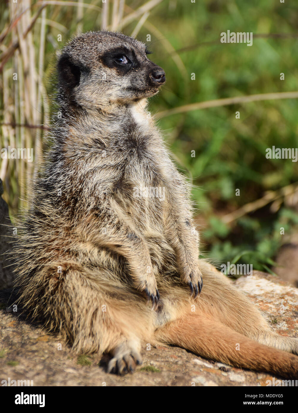 Looking out of corner of eye hi-res stock photography and images - Alamy