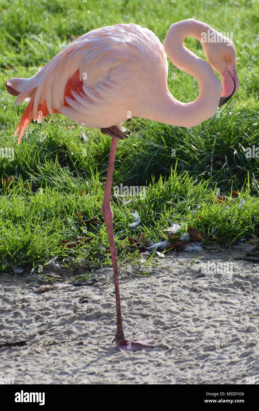 Greater Flamingo Standing