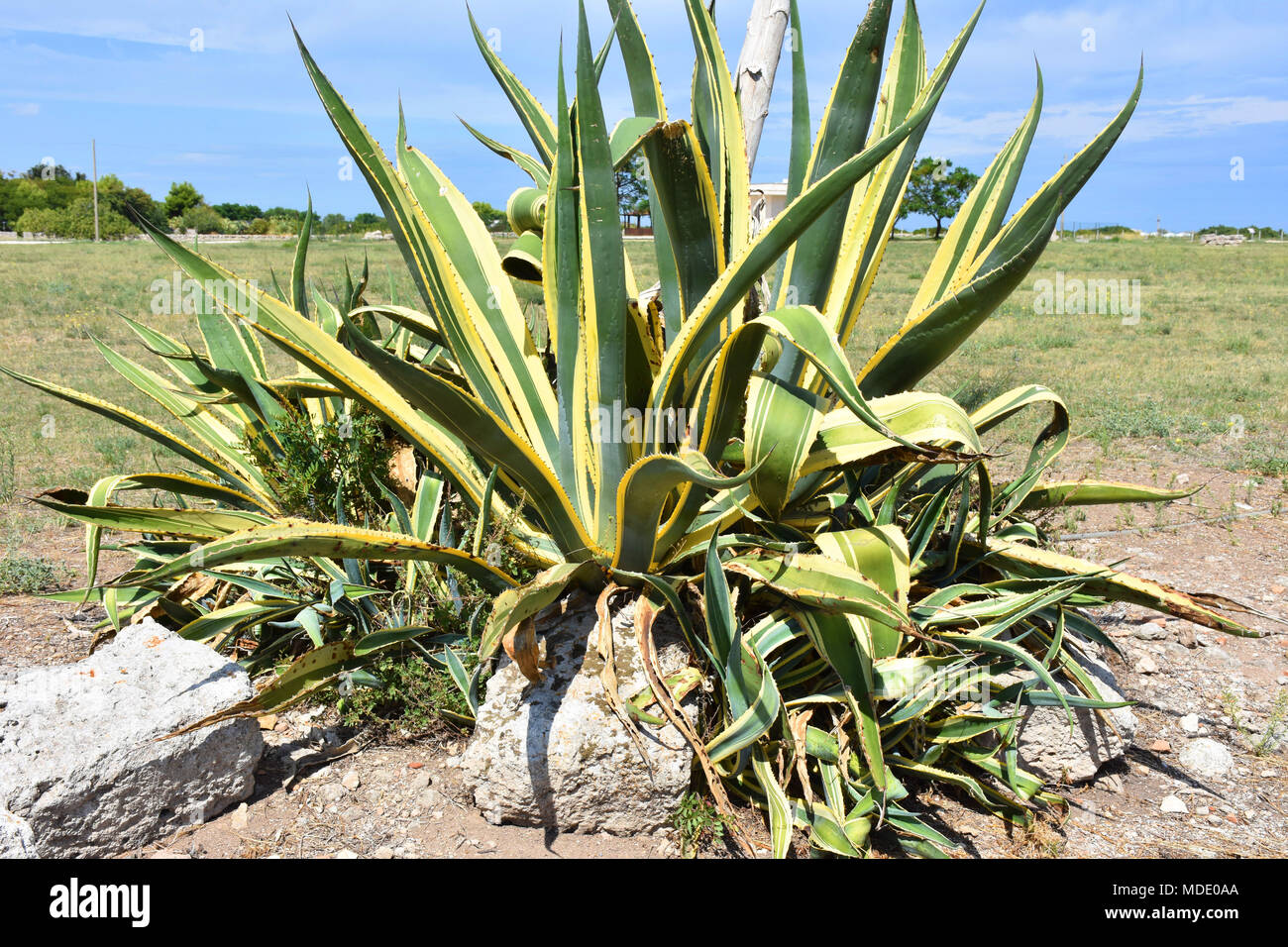 Italy, agave plant in bloom Stock Photo - Alamy