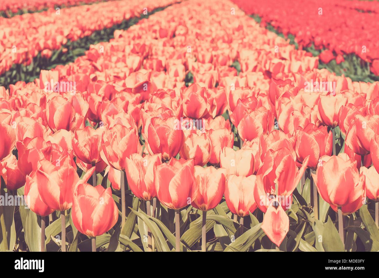 Colorful tulips typical agriculture hi-res stock photography and images ...