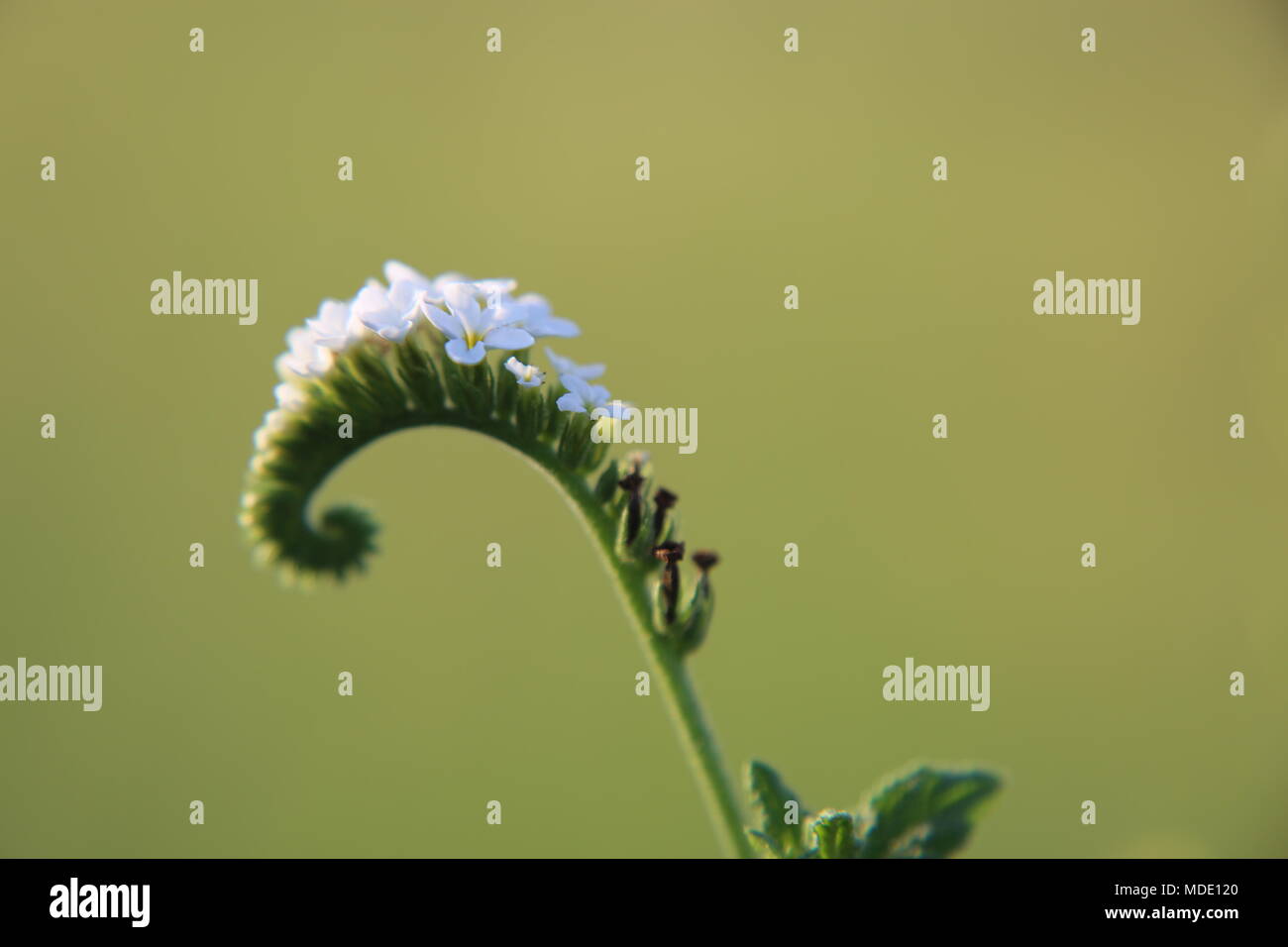 Scorpion's Tail Plant Stock Photo - Alamy