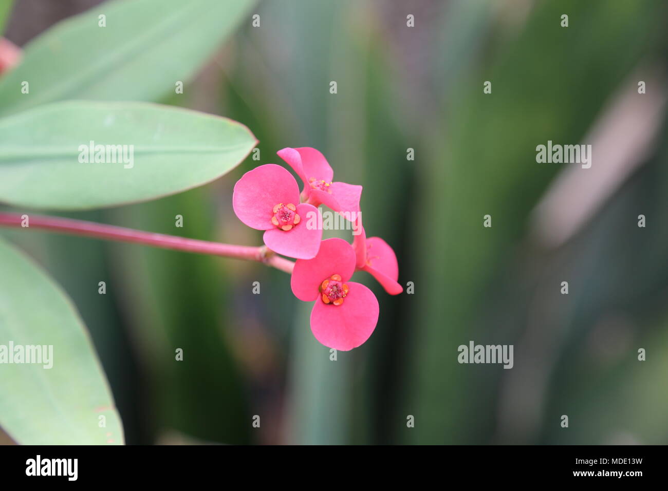 Christ plant hi-res stock photography and images - Alamy