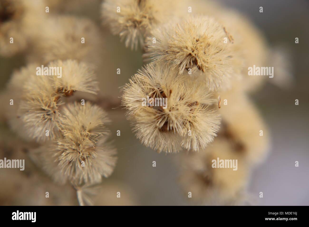 Tan plant hi-res stock photography and images - Alamy