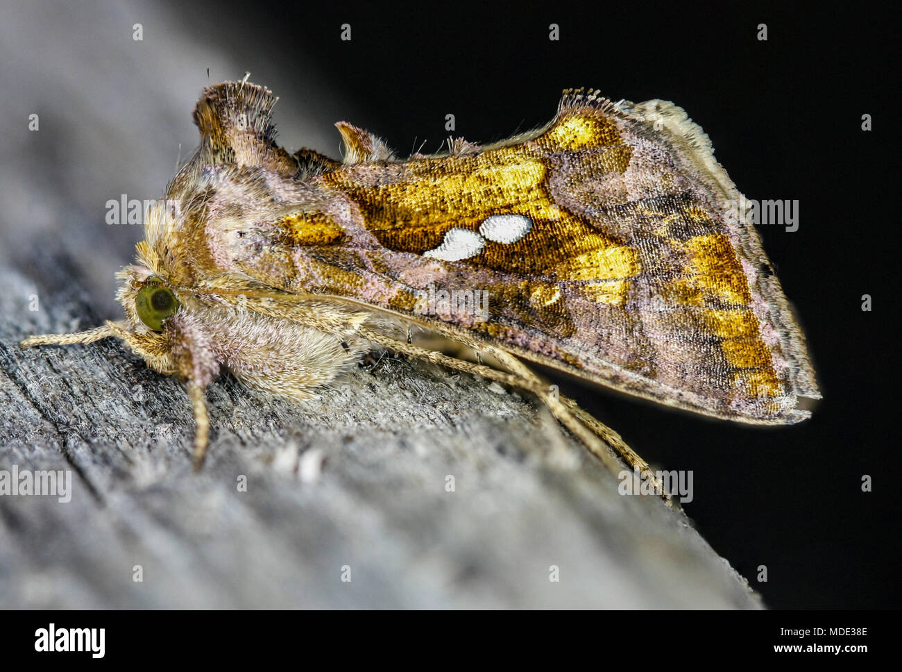 Most beautiful moths hi-res stock photography and images - Alamy