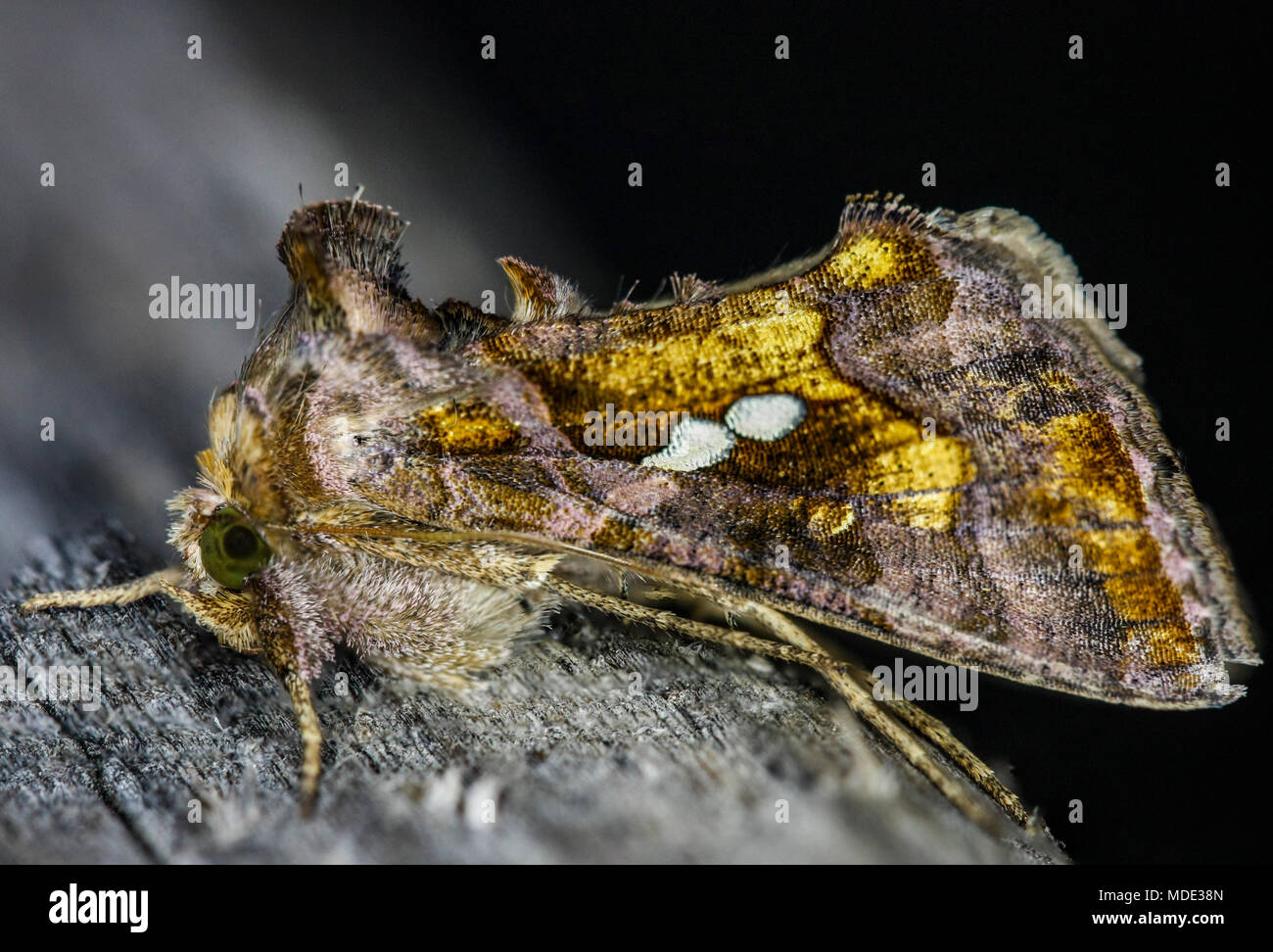 Most beautiful moths hi-res stock photography and images - Alamy