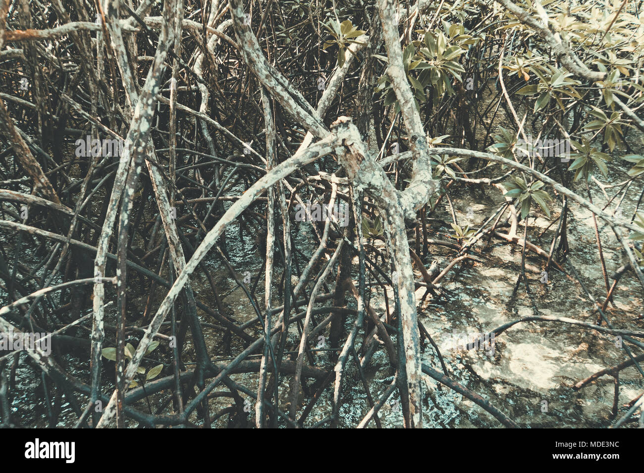 Mangrove trees. Andaman and Nicobar Islands india Stock Photo - Alamy