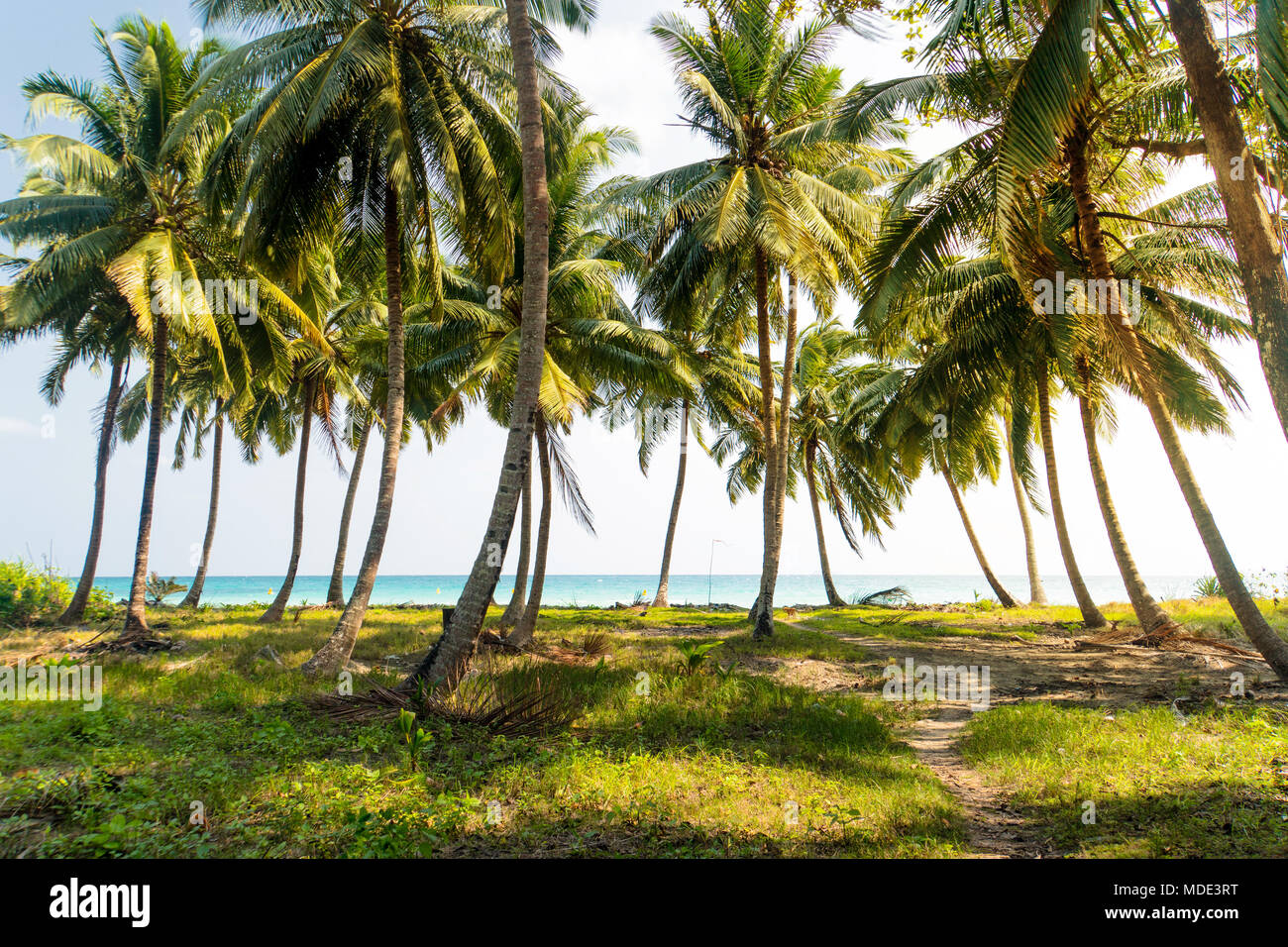 beautiful palm trees with a lush crown against the sea and blue sky ...