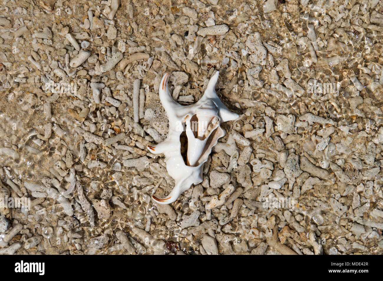 India sea shells hi-res stock photography and images - Alamy