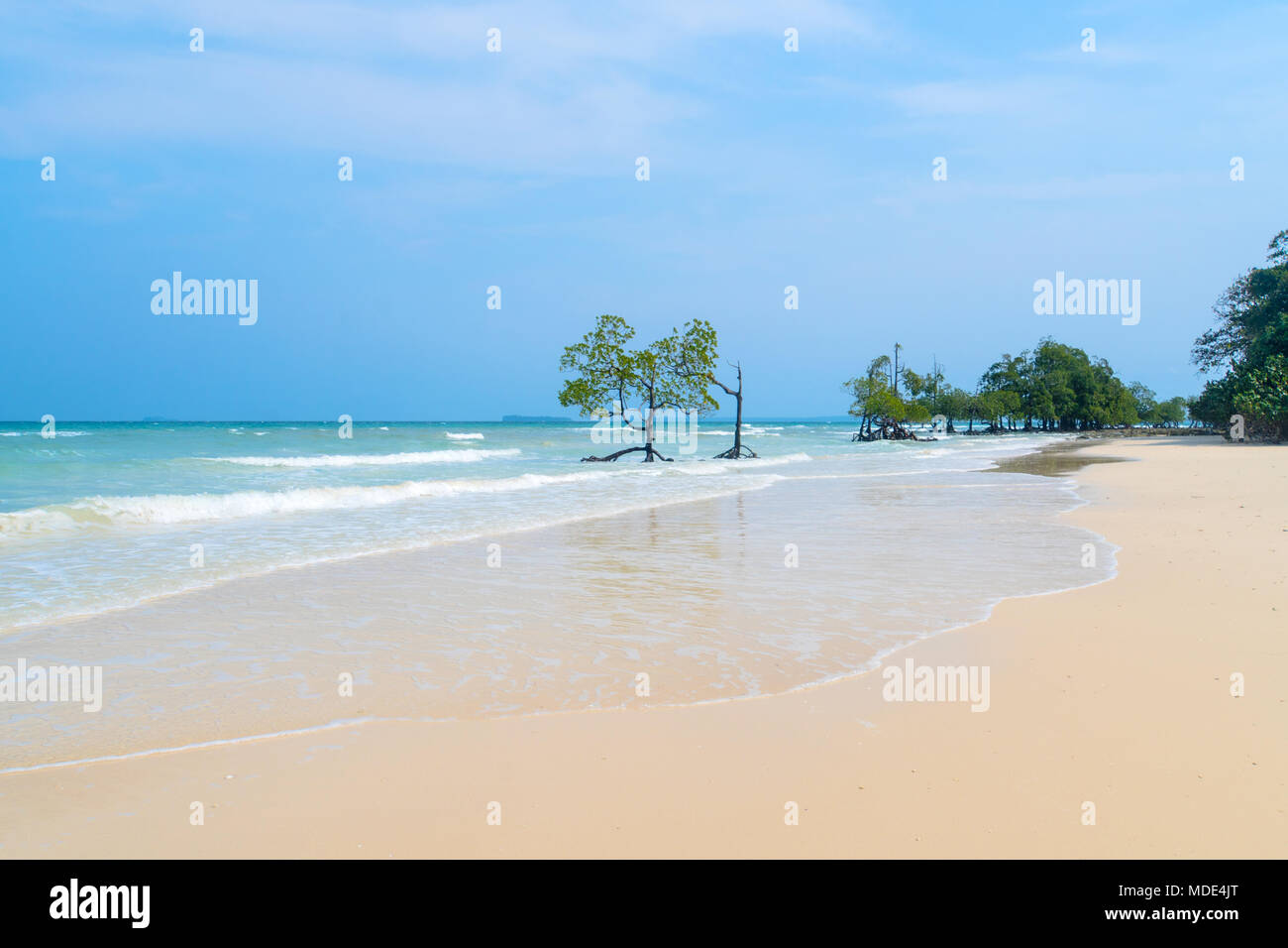 Stunning view of long island Beach, beautiful tree in the sea water ...