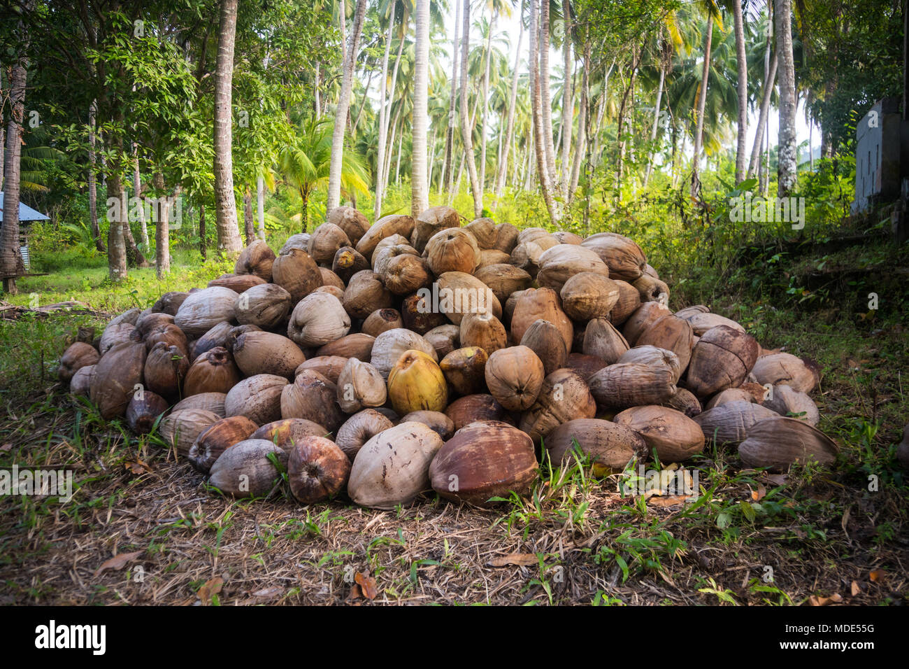 fallen coconut around a green palm tree. a bunch of fallen coconuts in ...