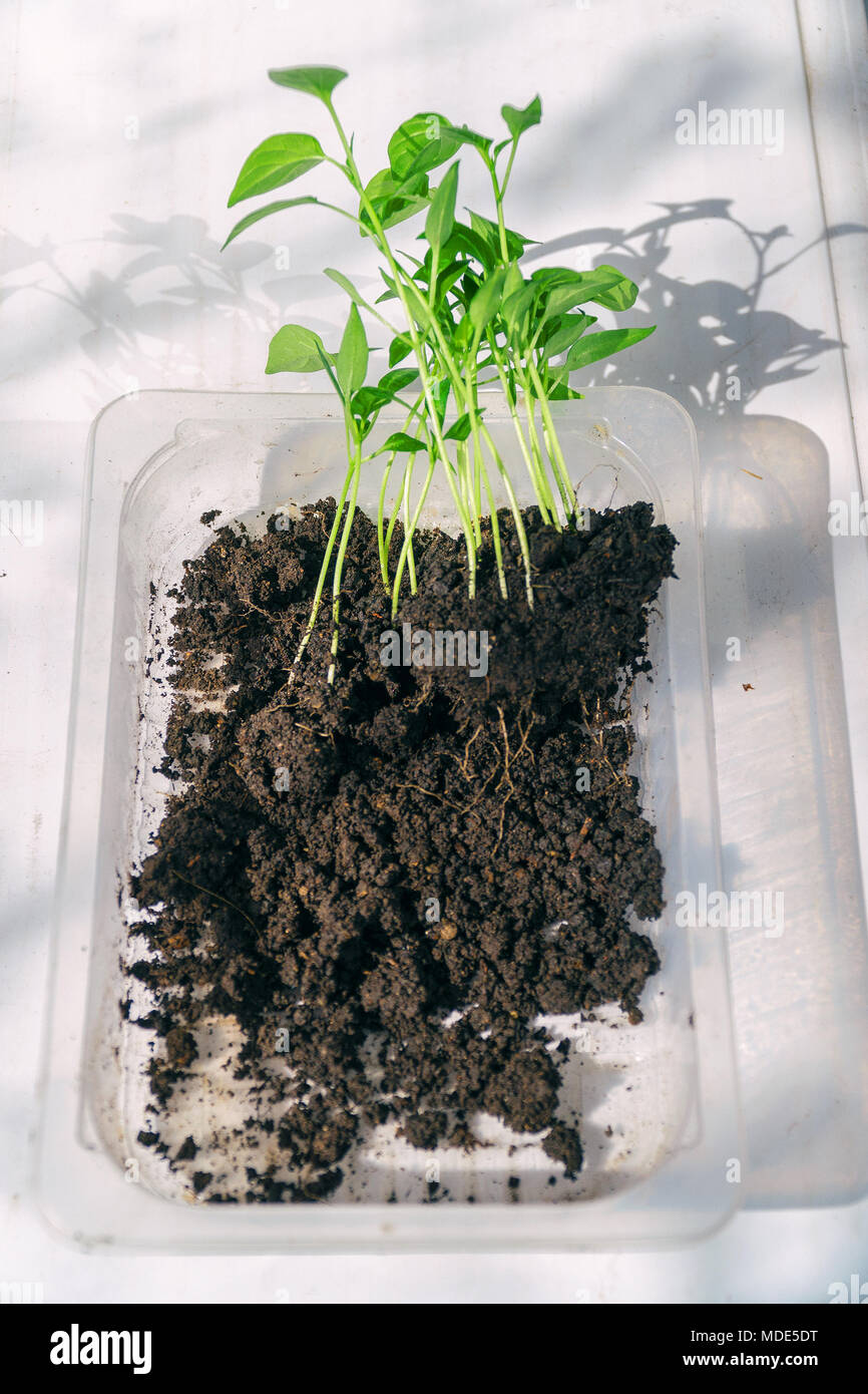 Green Pepper Capsicum Seedling High Resolution Stock Photography and ...