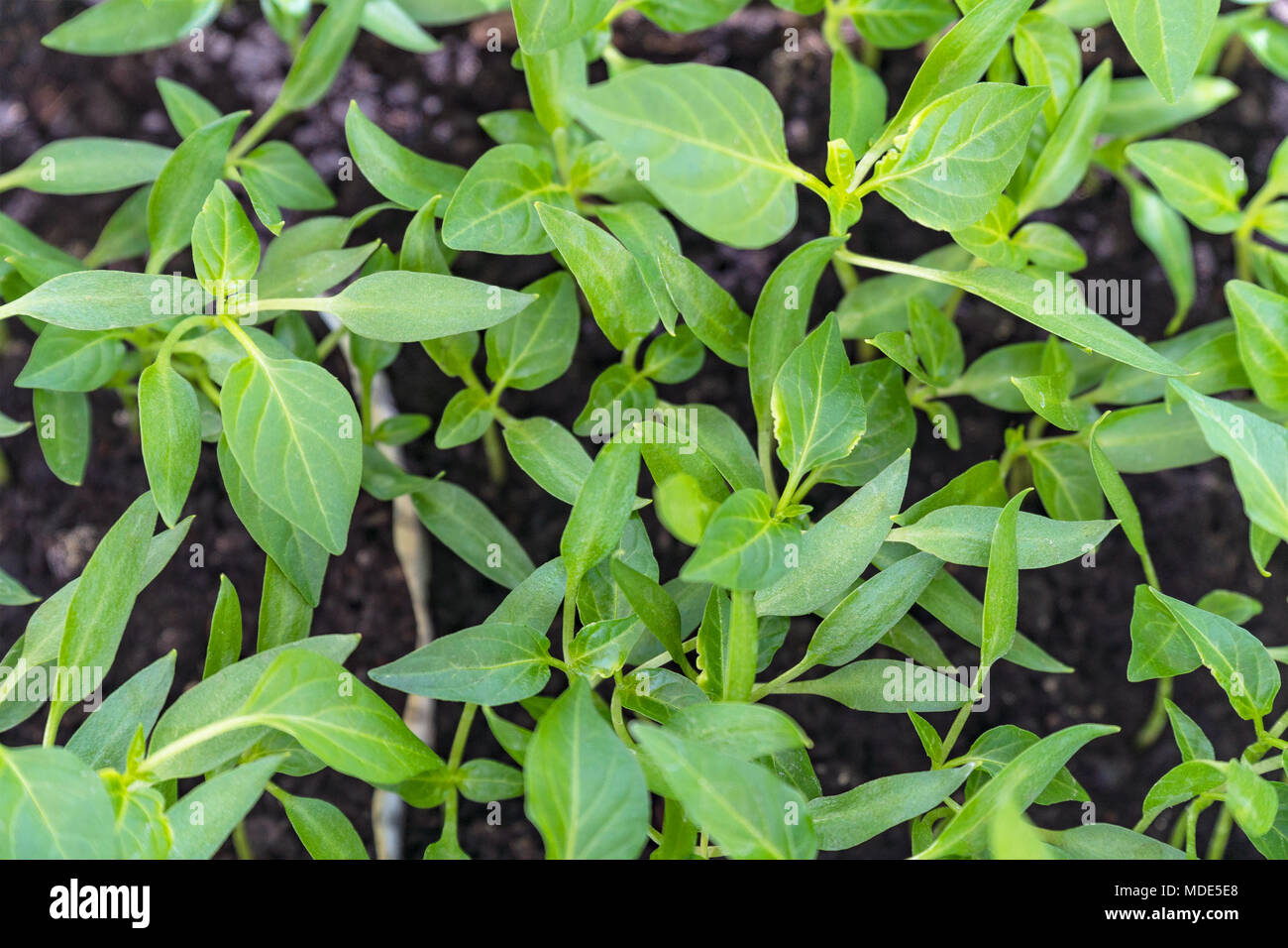 Green shoot bell pepper plant hi-res stock photography and images - Alamy