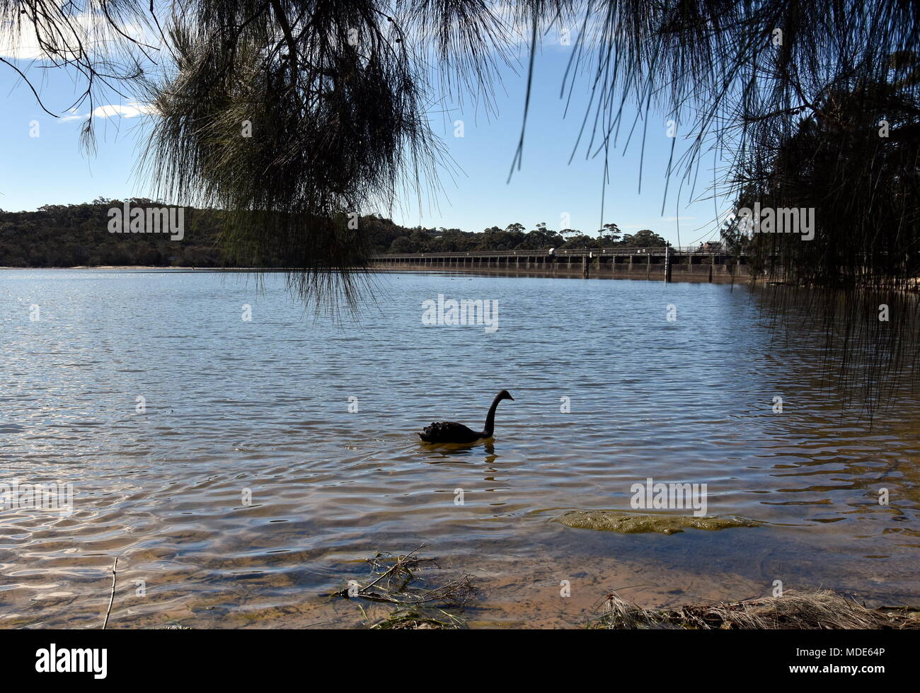 A species of swan which breeds mainly australia hi-res stock ...