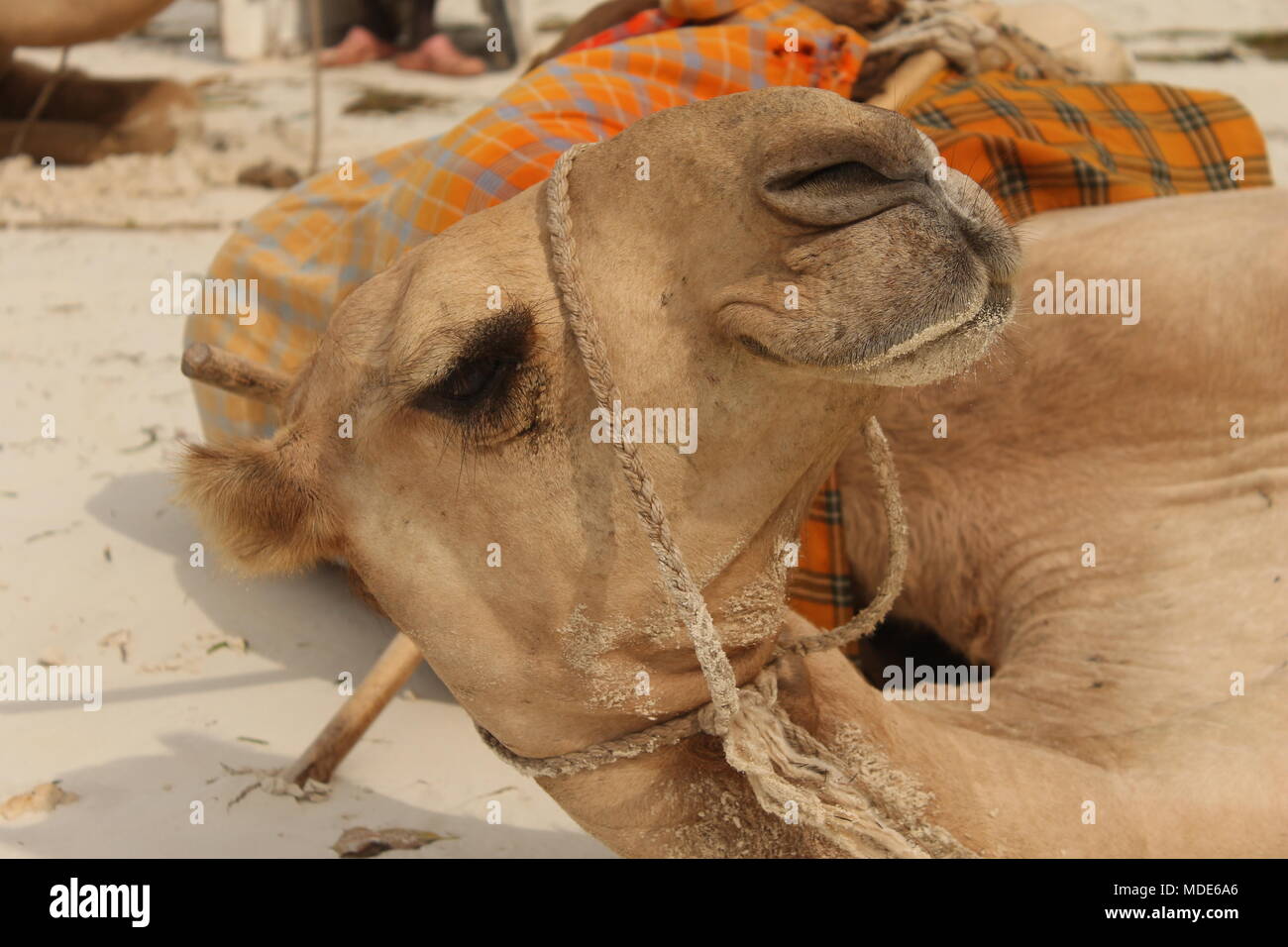Camel on Kenyan coast Good Morning Stock Photo - Alamy