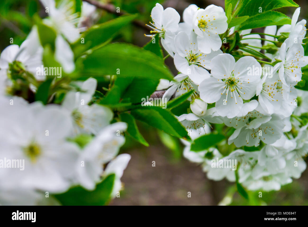 Flower pink cherry Stock Photo - Alamy