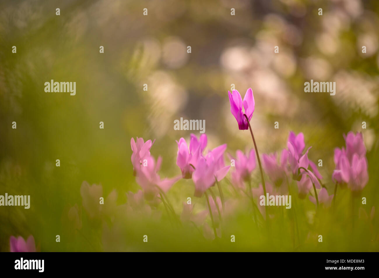 Persian Violets (Cyclamen persicum), Photographed in Israel in February ...