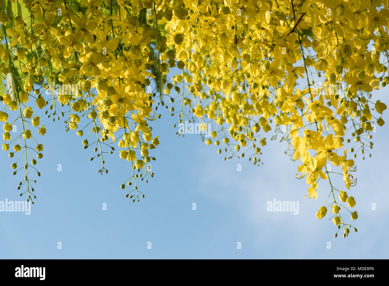 Cassia fistula Linn or Ratchaphruek in Thailand,Asia Stock Photo - Alamy