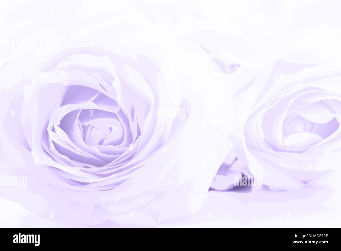 Soft full blown ultraviolet roses as a neutral background. Close up ...
