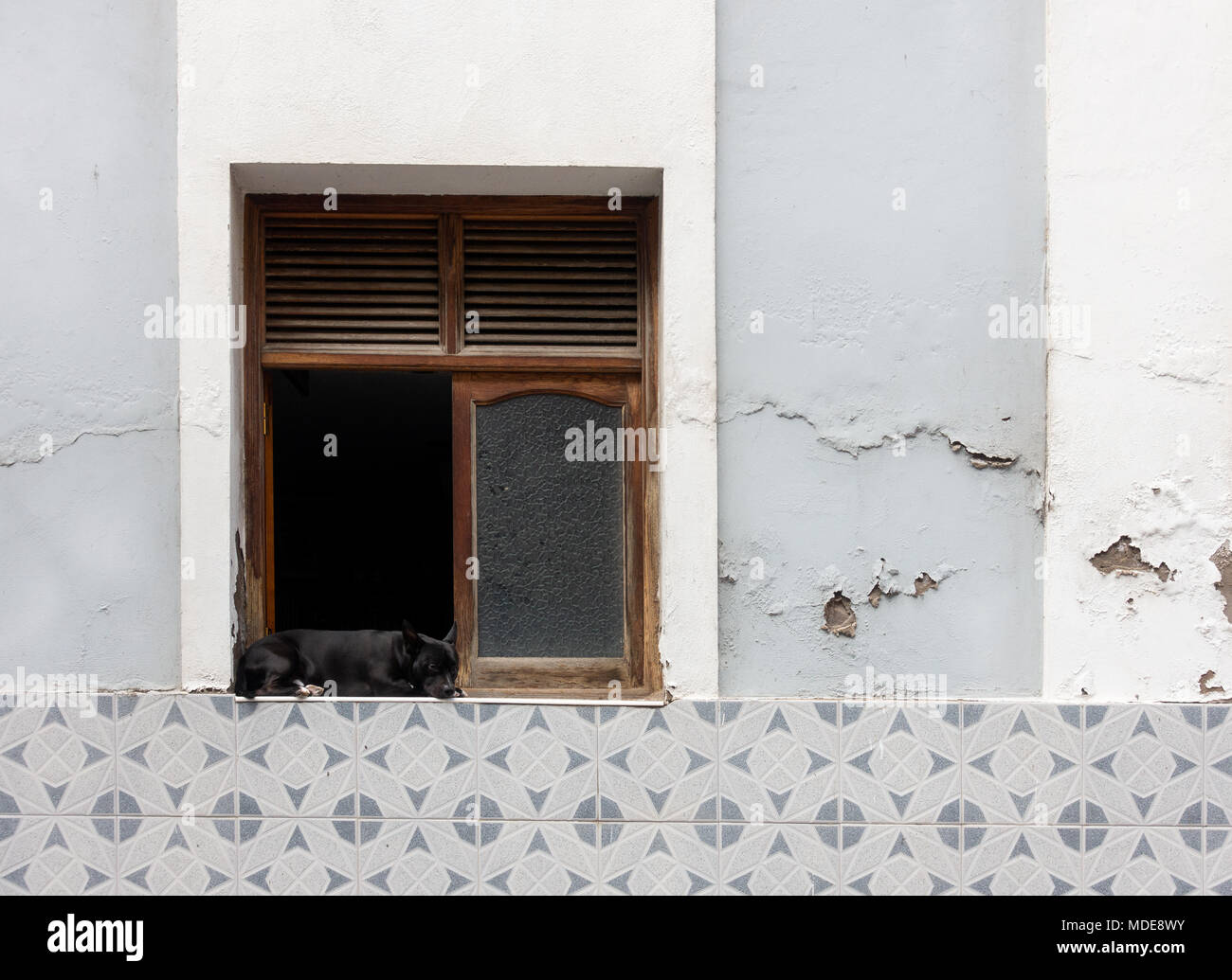 Dog sleeping outside open window Stock Photo - Alamy