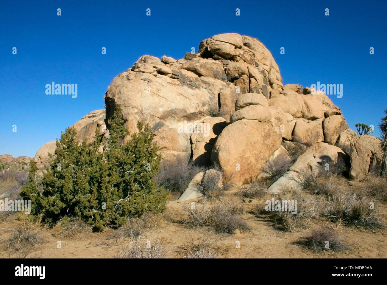 Many Branches Joshua Tree Yucca Brevifolia Mojave Desert Joshua Tree ...