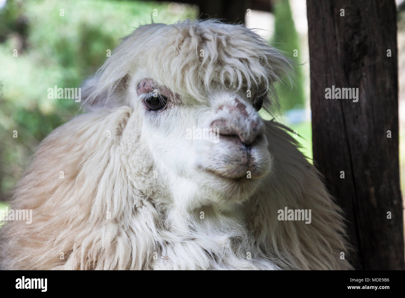 Alpaca head, ready to shear, Ecuador Stock Photo - Alamy