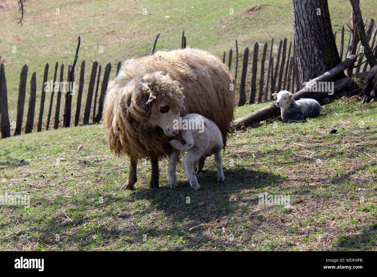 Mother sheep nursing lamb domestic hi-res stock photography and images ...