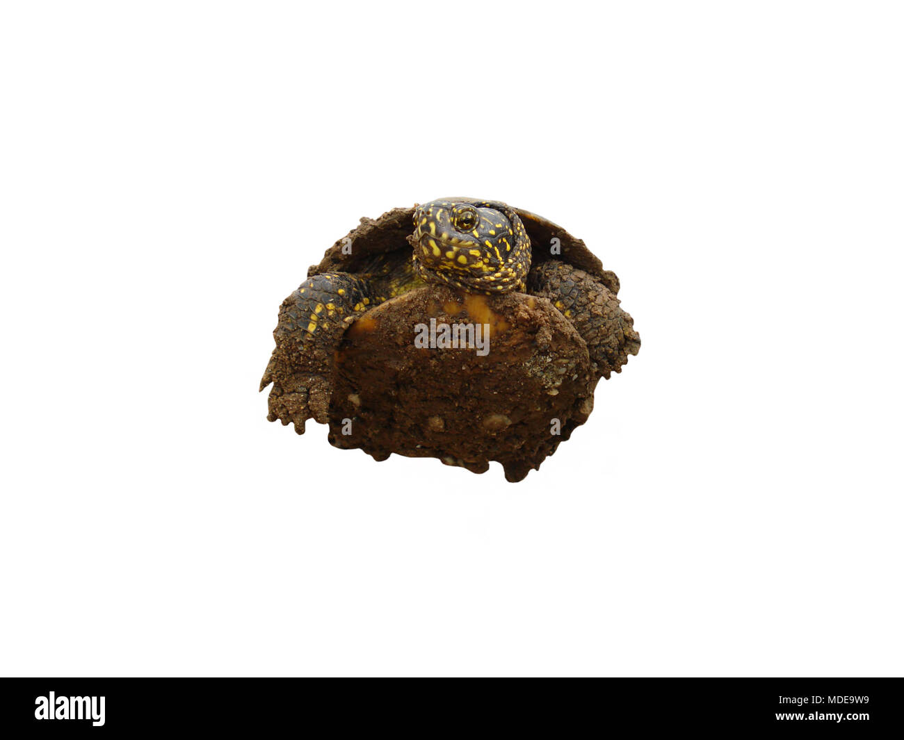 Turtle on white background Stock Photo - Alamy