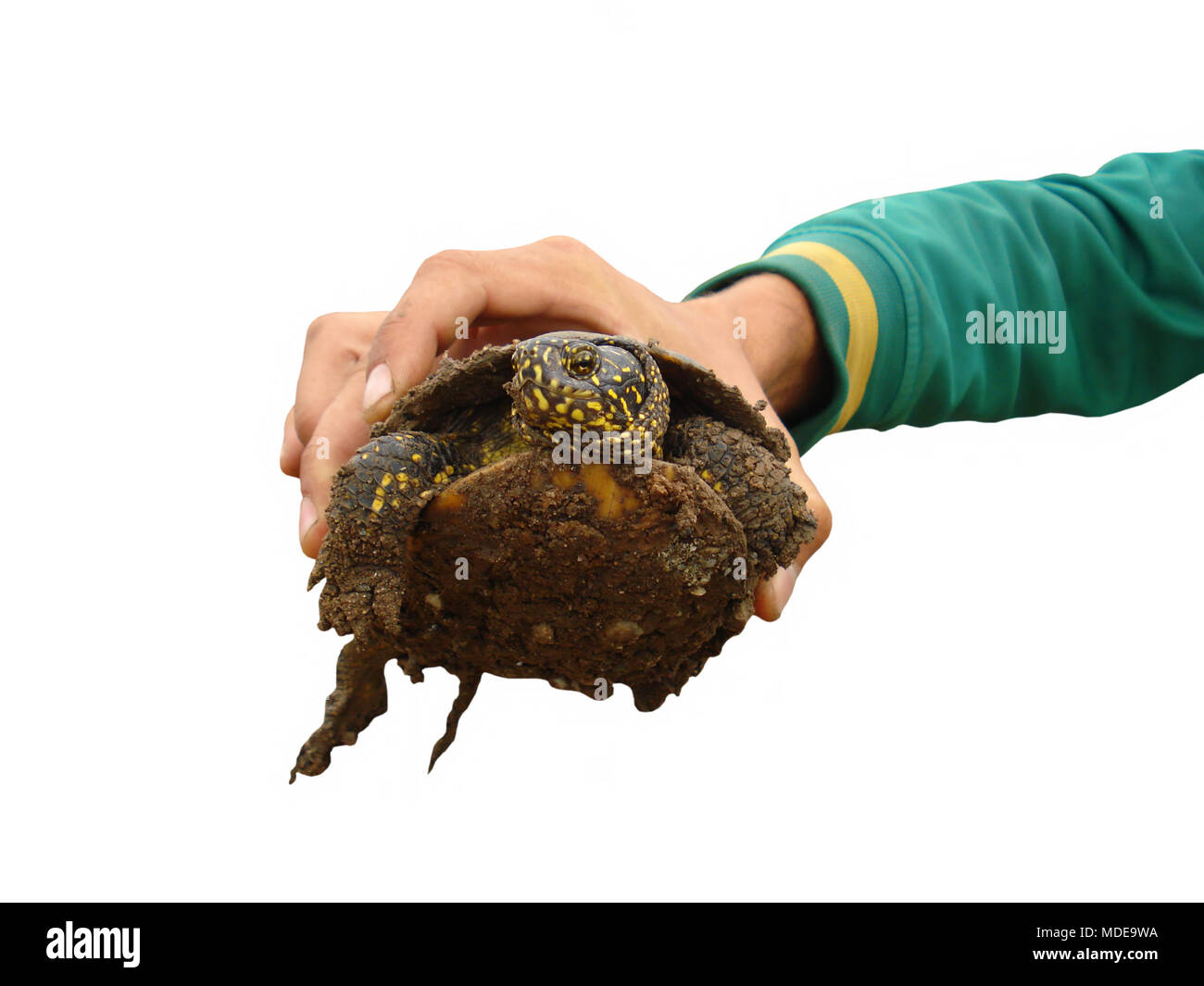Turtle in a hand Stock Photo - Alamy