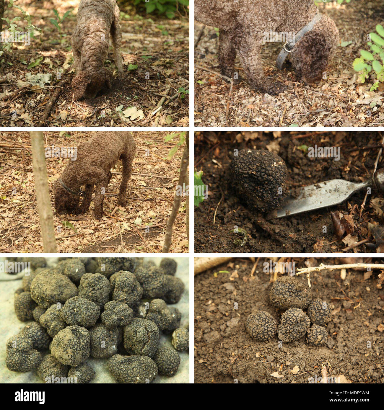 Italy truffle dog hi-res stock photography and images - Alamy