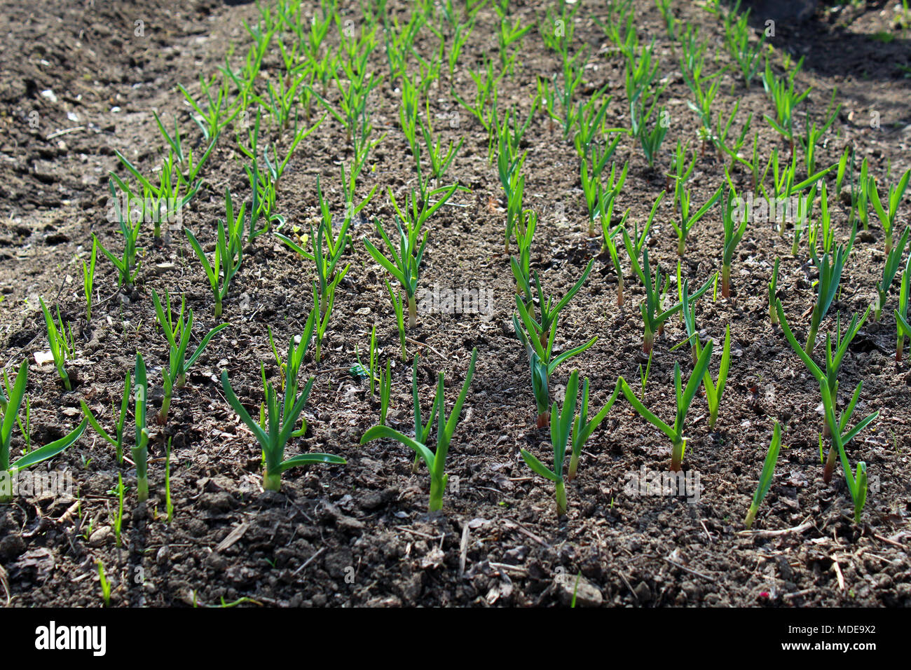Green garlic sprouts in vegetable garden Stock Photo - Alamy
