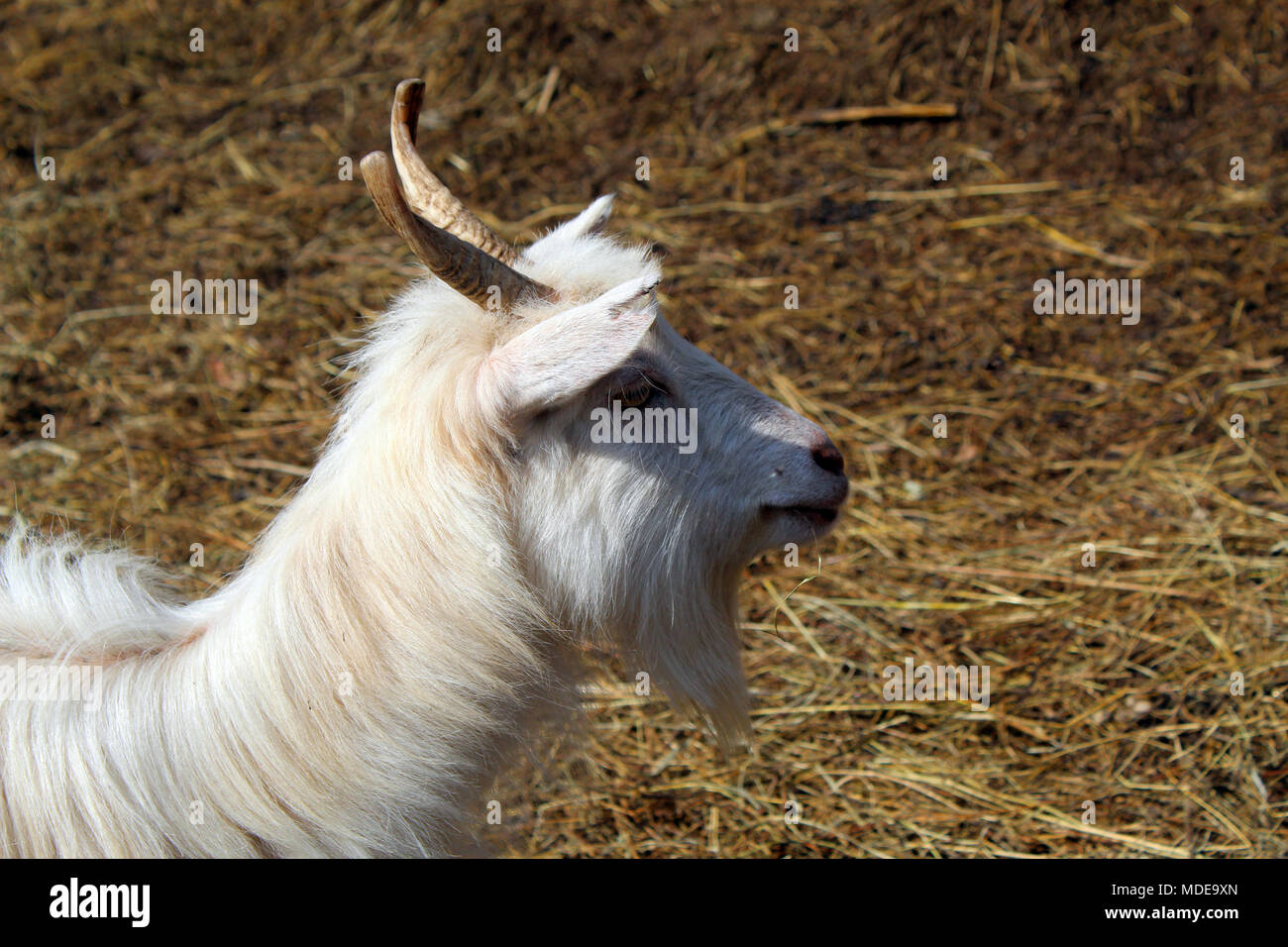 Head of goat Stock Photo - Alamy