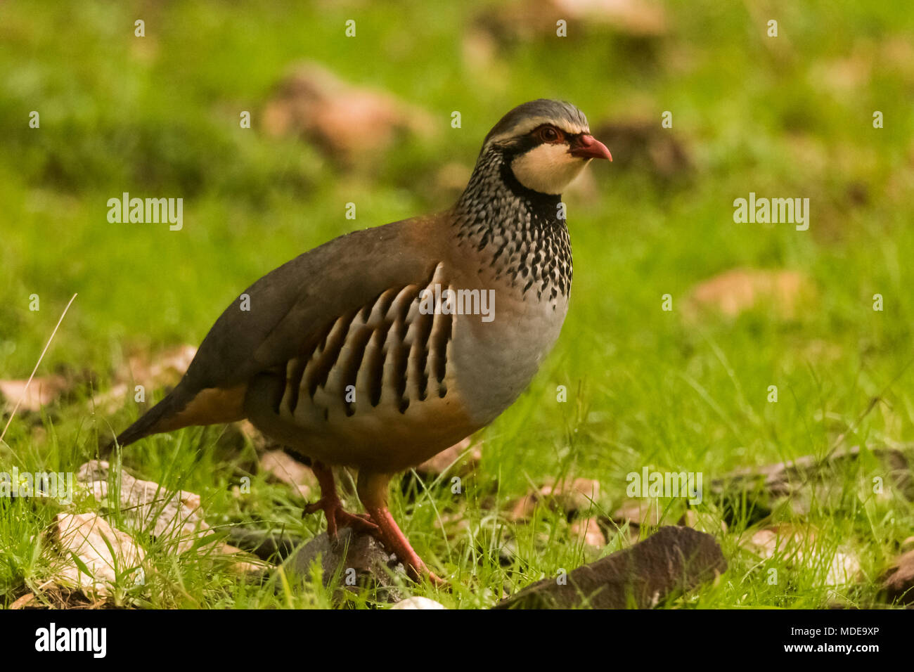 Partridge (alectoris rufa) standing in the ground. Spanish wildlife ...