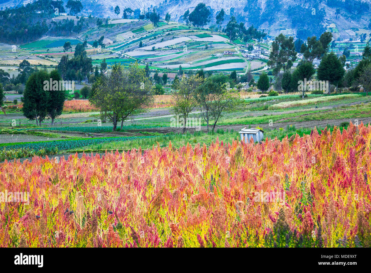 Quinoa plant hi-res stock photography and images - Alamy