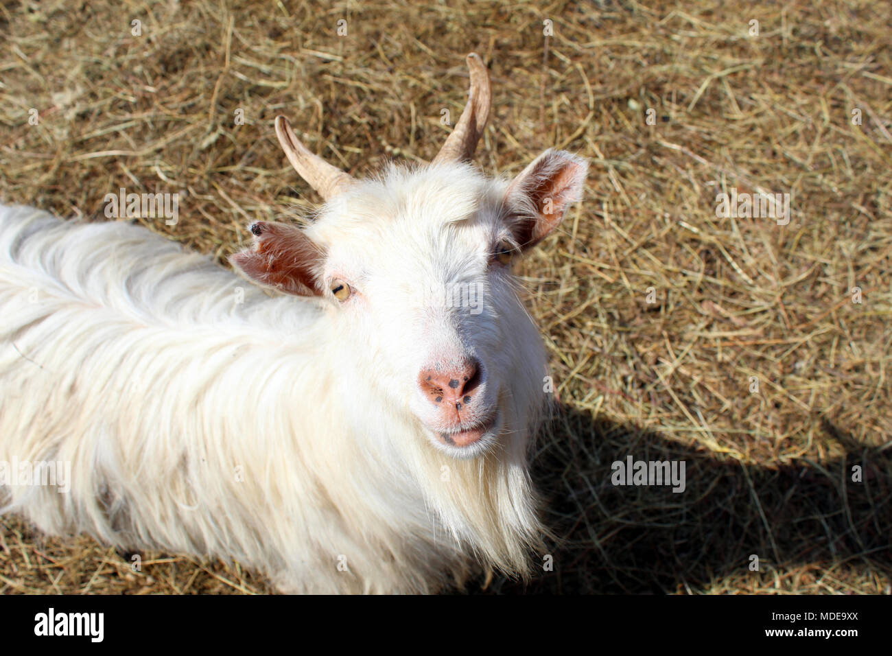 White goat looking Stock Photo - Alamy